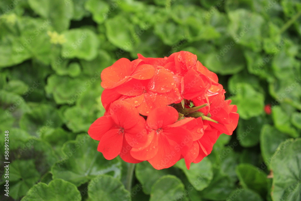 Pelargonium hortorum (Zonal). Pelargonium is genus of flowering plants ...