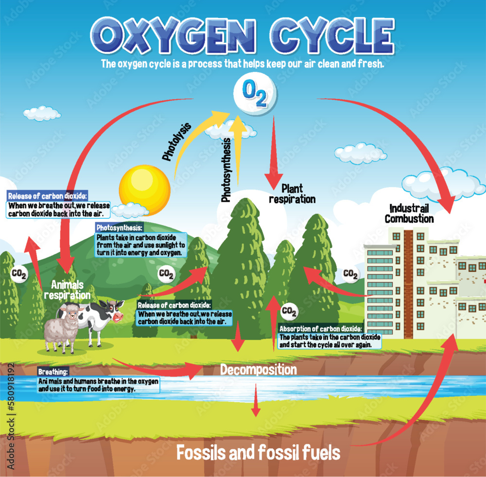 Oxygen Cycle Diagram for Science Education Stock Vector | Adobe Stock