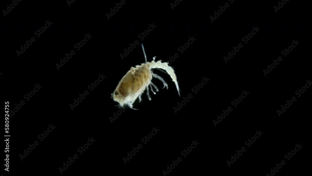 Cumacea crustacean under a microscope, possibly family Nannastacidae ...
