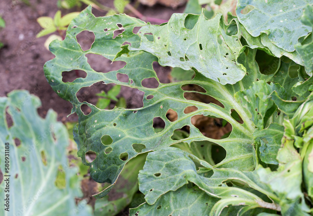 Foto de Cabbage leaves in holes in the garden. Pests are a cabbage ...