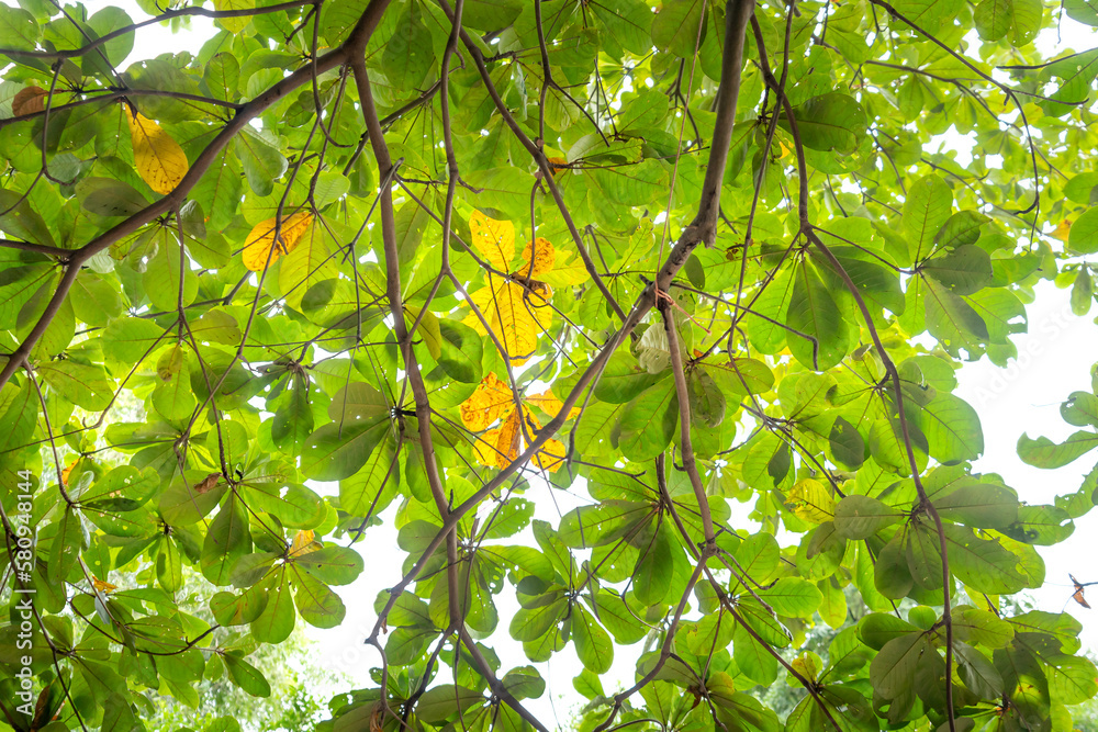 Look up on the branches of Terminalia Catappa trees, green on white sky ...
