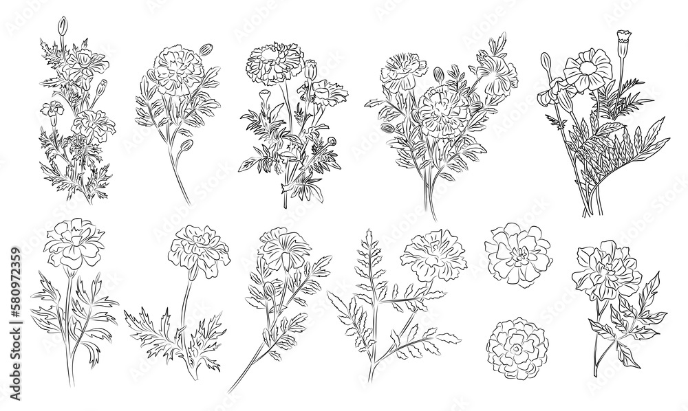 Marigold October birth month flower outline drawing set. Modern ...