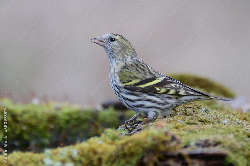 Eurasian siskin Spinus spinus is a small passerine bird in the finch ...