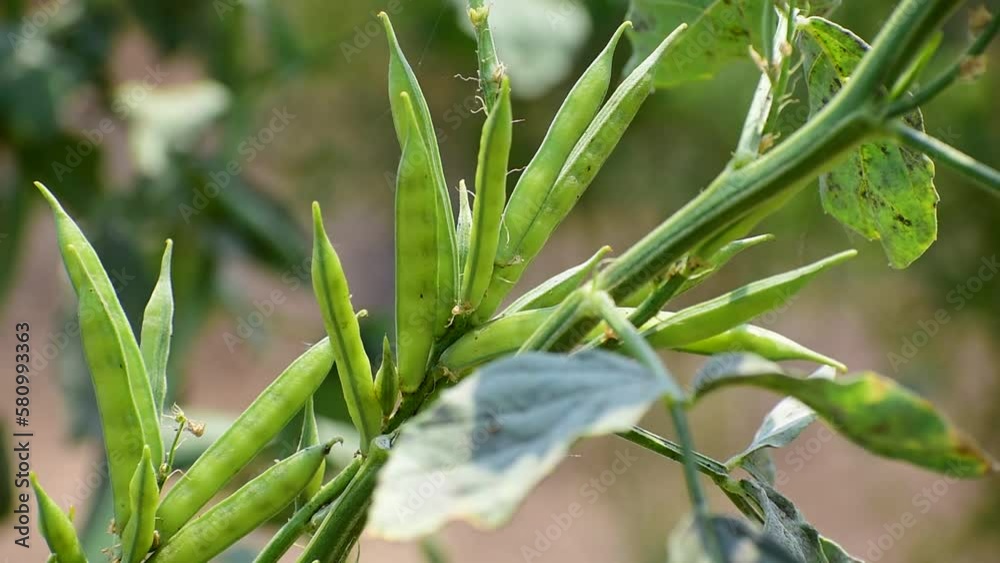 Cyamopsis tetragonoloba, Cluster ,Organic Cluster beans or guar (Indian ...