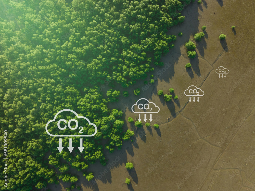 Carbon Capture Concept Natural Carbon Sinks Mangrove Trees Capture Co2 From The Atmosphere