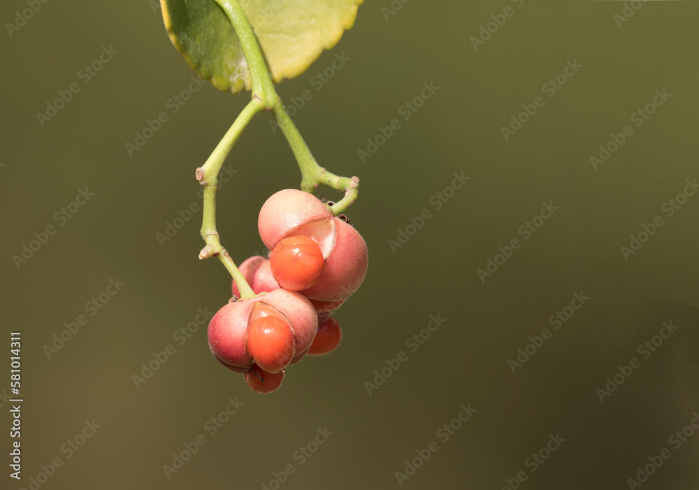 Seeds of Japanese spindle tree (Euonymus japonicus), a species of ...