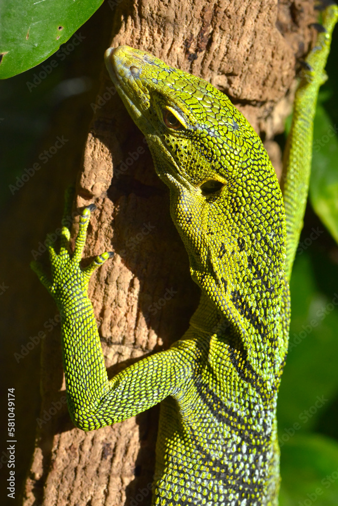 Portrait of Emerald tree monitor or green tree monitor (Varanus ...
