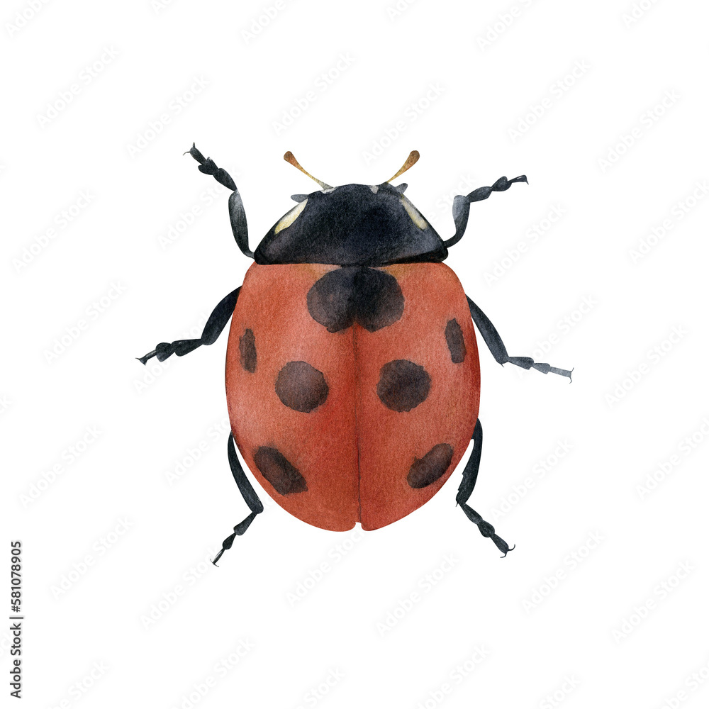 Seven-spot ladybird illustration isolated. Hand-drawn watercolor seven ...