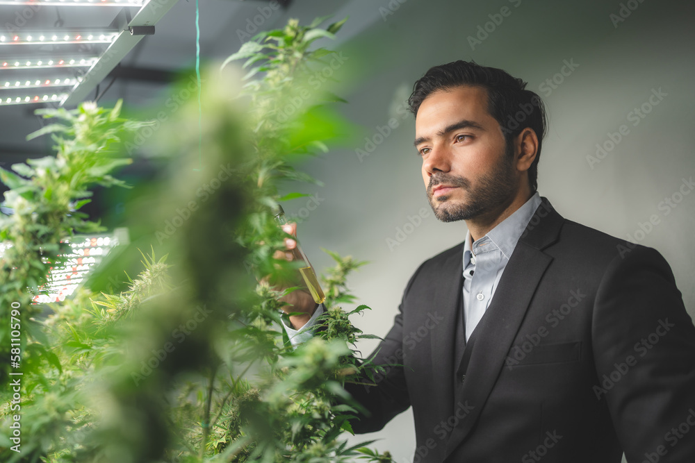 business owner person of cannabis cultivation farming checking a ...