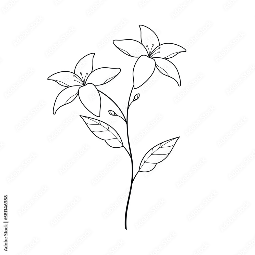 jasmine flower vector illustration. jasmine line art Stock Vector ...