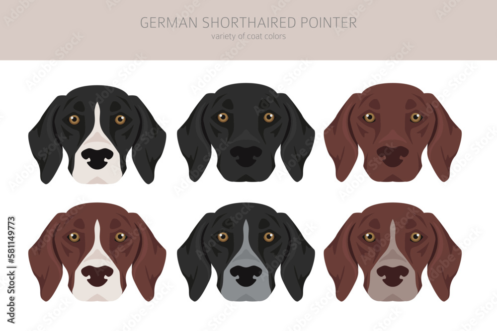 Vetor de German shorthaired pointer clipart. Different poses, coat ...
