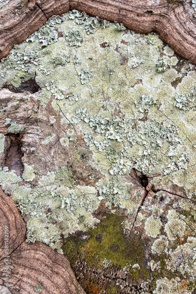 A casca de uma árvore e seu bioma. Textura de madeira e musgos Stock ...