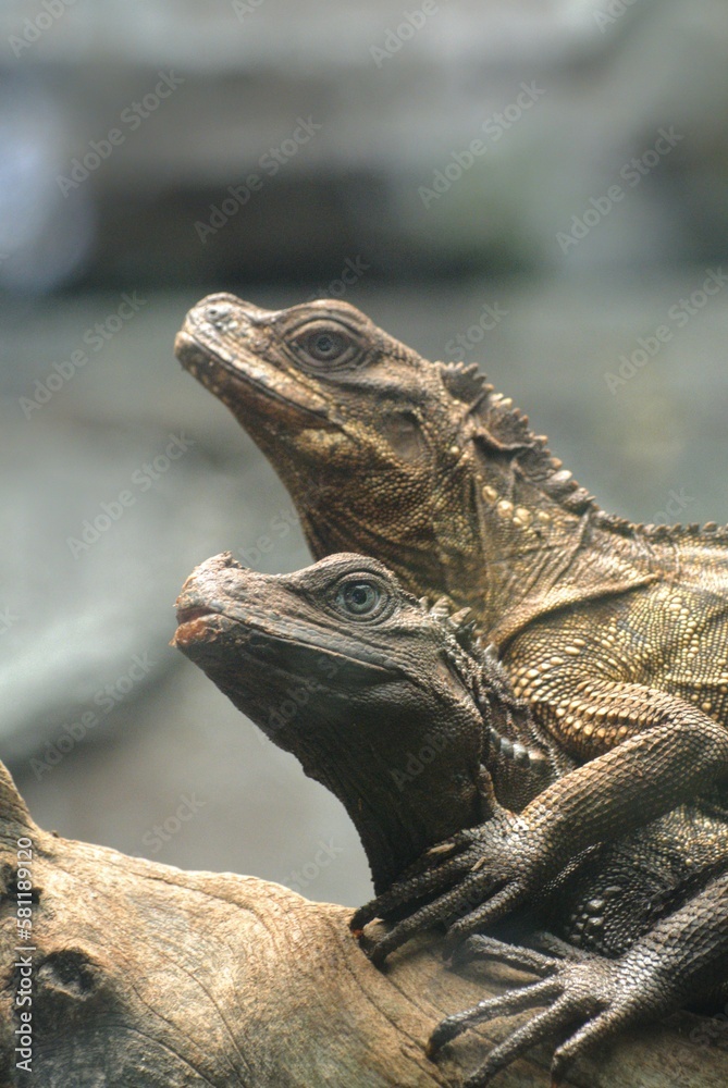 One of Philippine sailfin lizard behavior. Philippine sailfin lizard ...
