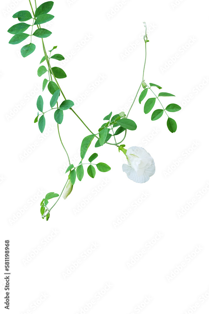 Green leaves vines with white flowers of rare Asian pigeonwings or ...