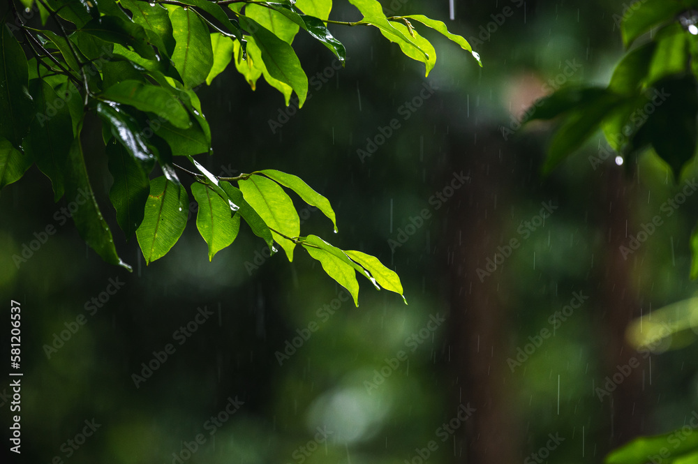 raining shower drop on leaf tree, close up of rainfall in jungle,Heavy Rain Falling on Tree ...