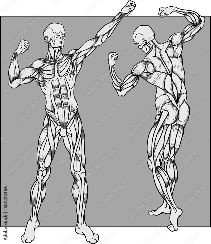 Muscles of human body, bodybuilder poses front and back view Stock ...