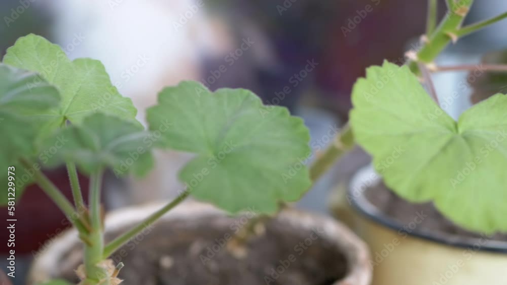 Vidéo Stock Young Flower Seedlings of Geranium, Pelargonium are in ...