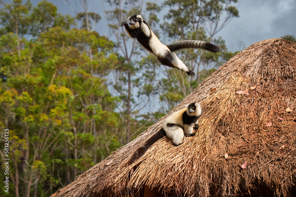 Jumping lemurs: Black-and-white ruffed lemur, Varecia variegata. Lemur ...