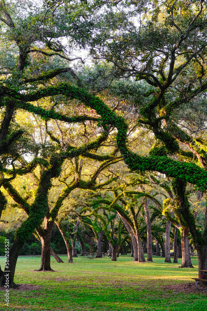 Oak trees with plants on limbs in a forest of the Greynolds Urban Park ...