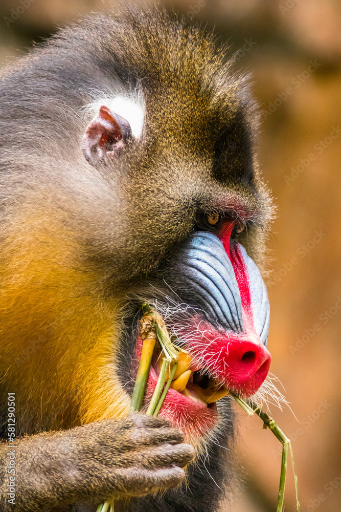 The mandrill (Mandrillus sphinx) are the wolrd's largest monkeys. They ...