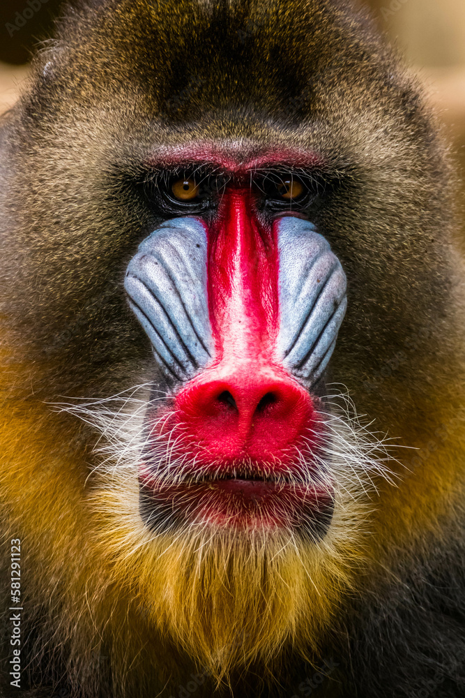 The mandrill (Mandrillus sphinx) is a large Old World monkey native to ...
