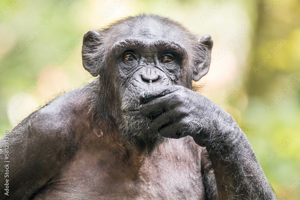 The chimpanzee also known as simply the chimp, is a species of great ...