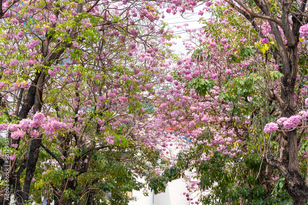 Beautiful Tabebuia rosea trees or Pink trumpet trees are in bloom along ...