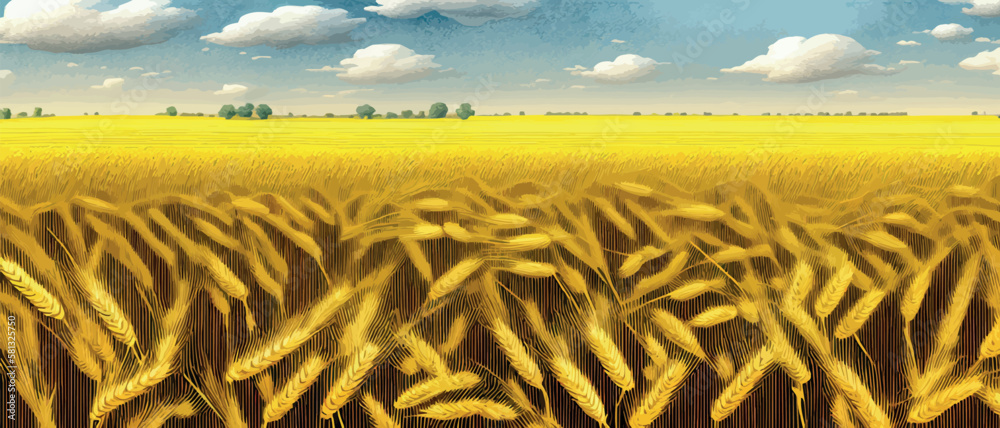 Large wheat thorns on a field on a beautiful nature and landscape in the sun. Extended rich ...