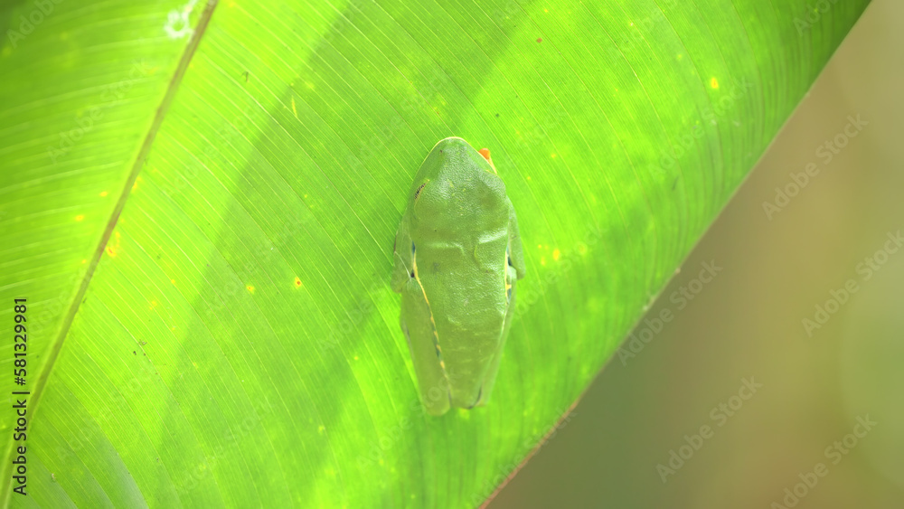 overhead view of a red-eyed tree frog asleep on the underside of a leaf ...