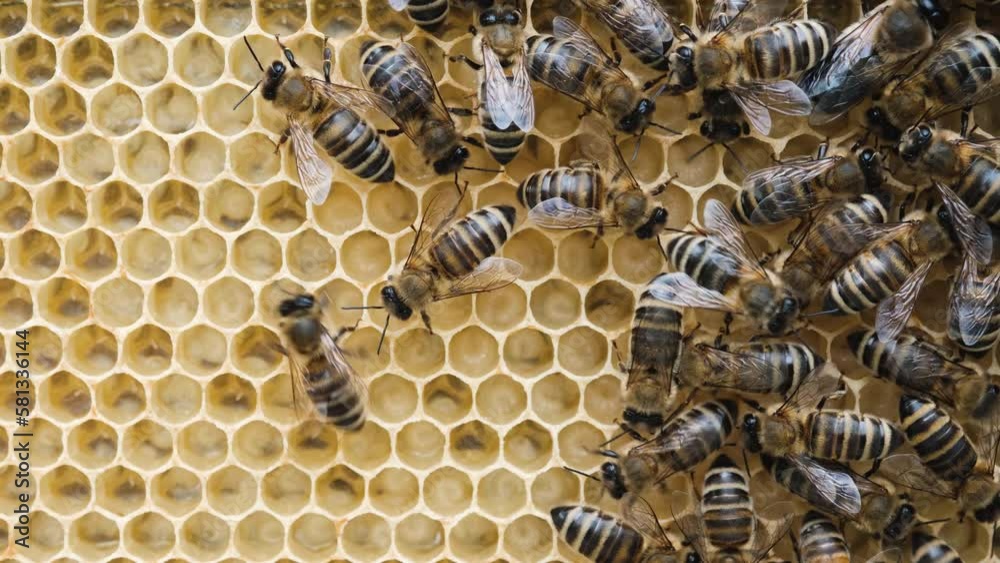 Honey Bee Brood. Brood care. The Birth of a Bee. Worker bee emerging ...