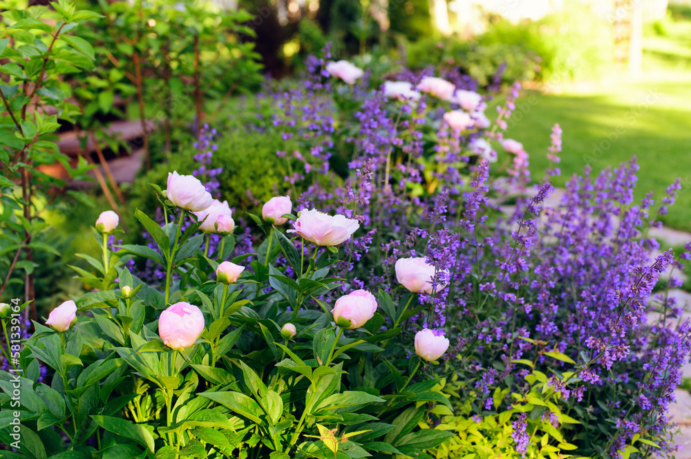 perennial flowers in summer - catmint (nepeta) and peony blooming ...