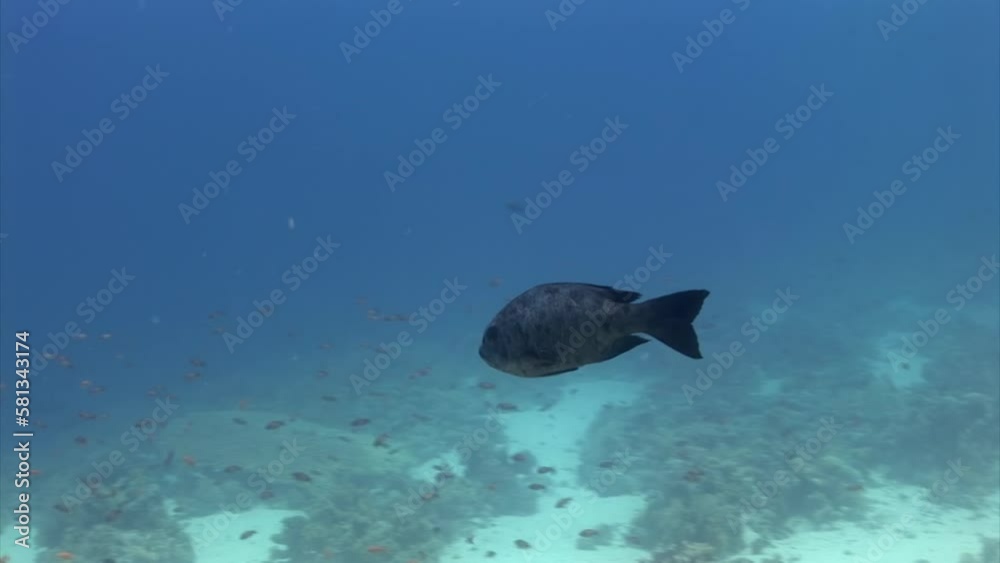 Fascinating variety of fish with attractive colors under Red Sea, near ...