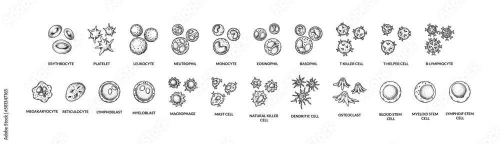 Blood cells isolated on white background. Scientific microbiology ...
