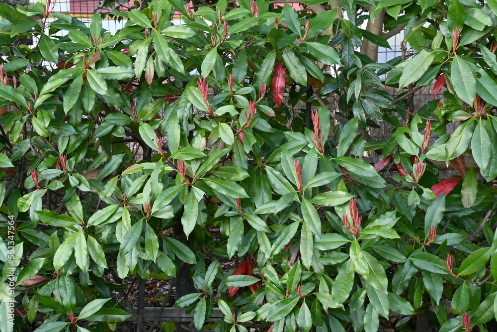 Red robin shoots. Rosaceae evergreen tree. The red color of the new ...