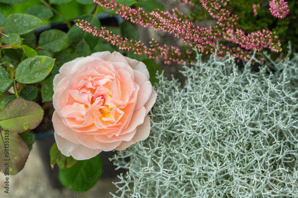 Champagne Pink Color Rose (Kordes) Flower bloom in backyard garden ...