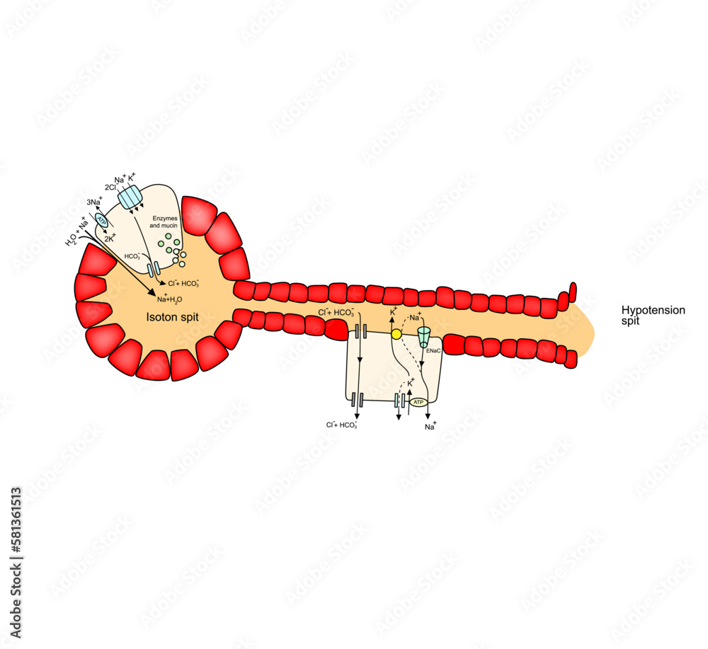 Acinus and Ductus GI System cells Iston spit to Hypotension Spit ...