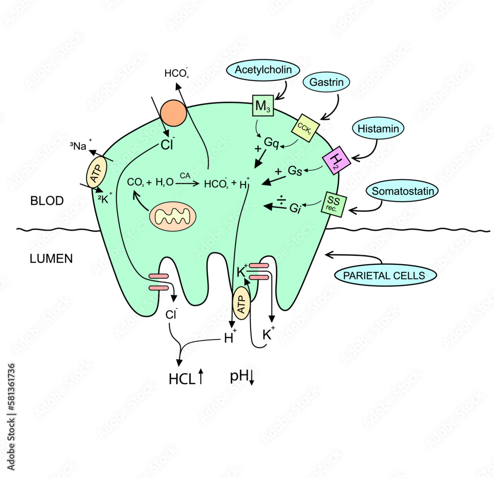 Physiology of the Gastric Parietal Cell explanation diagram vector ...