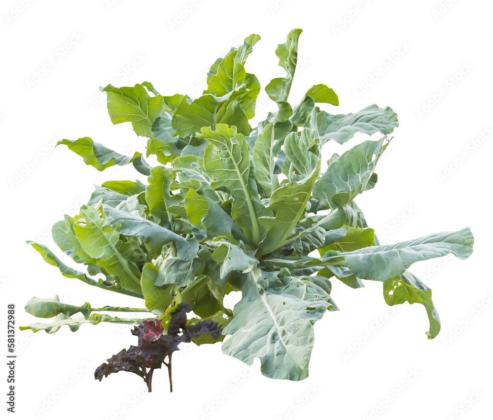 Isolated PNG cutout of Brussels sprout plants on a transparent ...