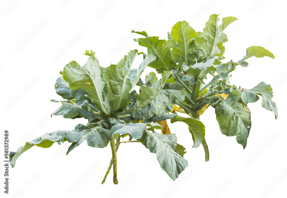 Isolated PNG cutout of Brussels sprout plants on a transparent ...