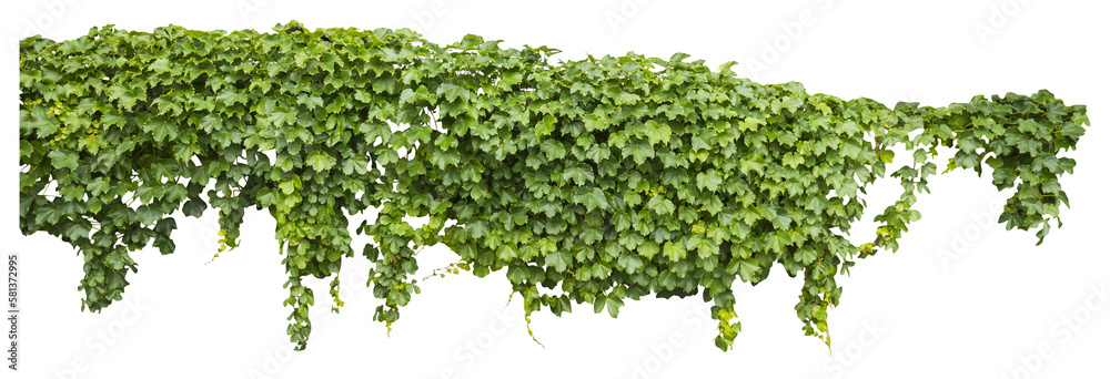 Isolated PNG cutout of a grape ivy plant on a transparent background ...