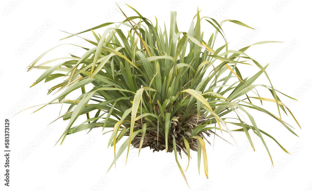 Isolated PNG cutout of a New Zealand flax plant on a transparent ...