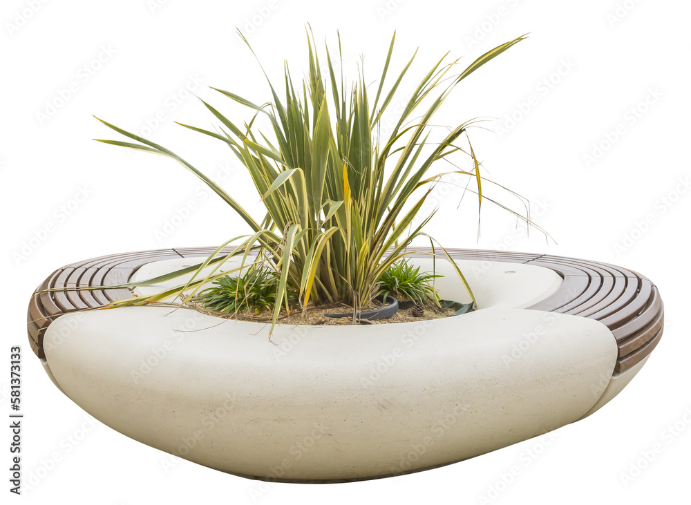 Isolated PNG cutout of a New Zealand flax plant on a triangular street ...