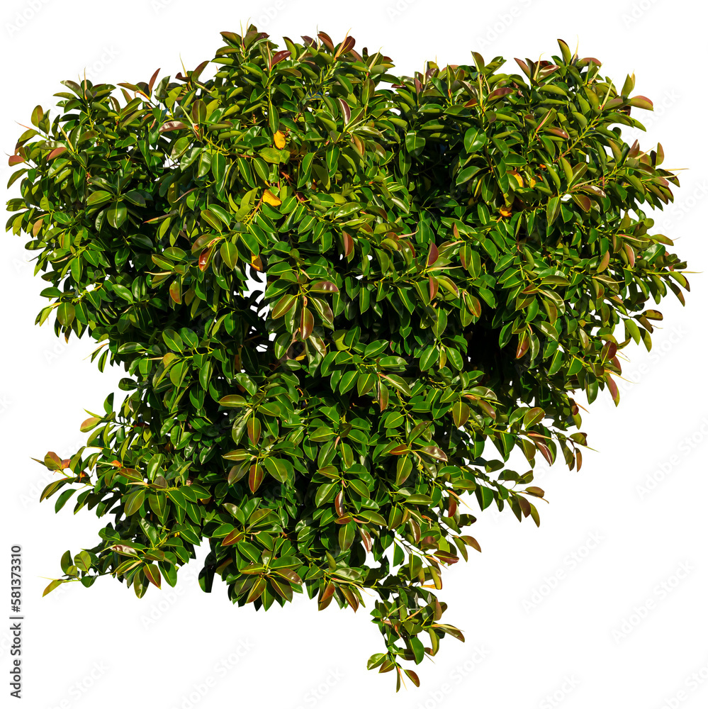 Isolated PNG cutout of a tree on a transparent background, ideal for ...