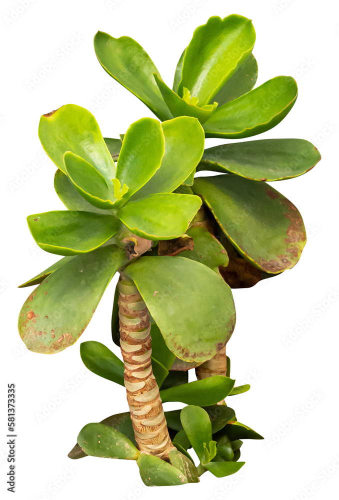 Isolated PNG cutout of a jade plant on a transparent background, ideal ...