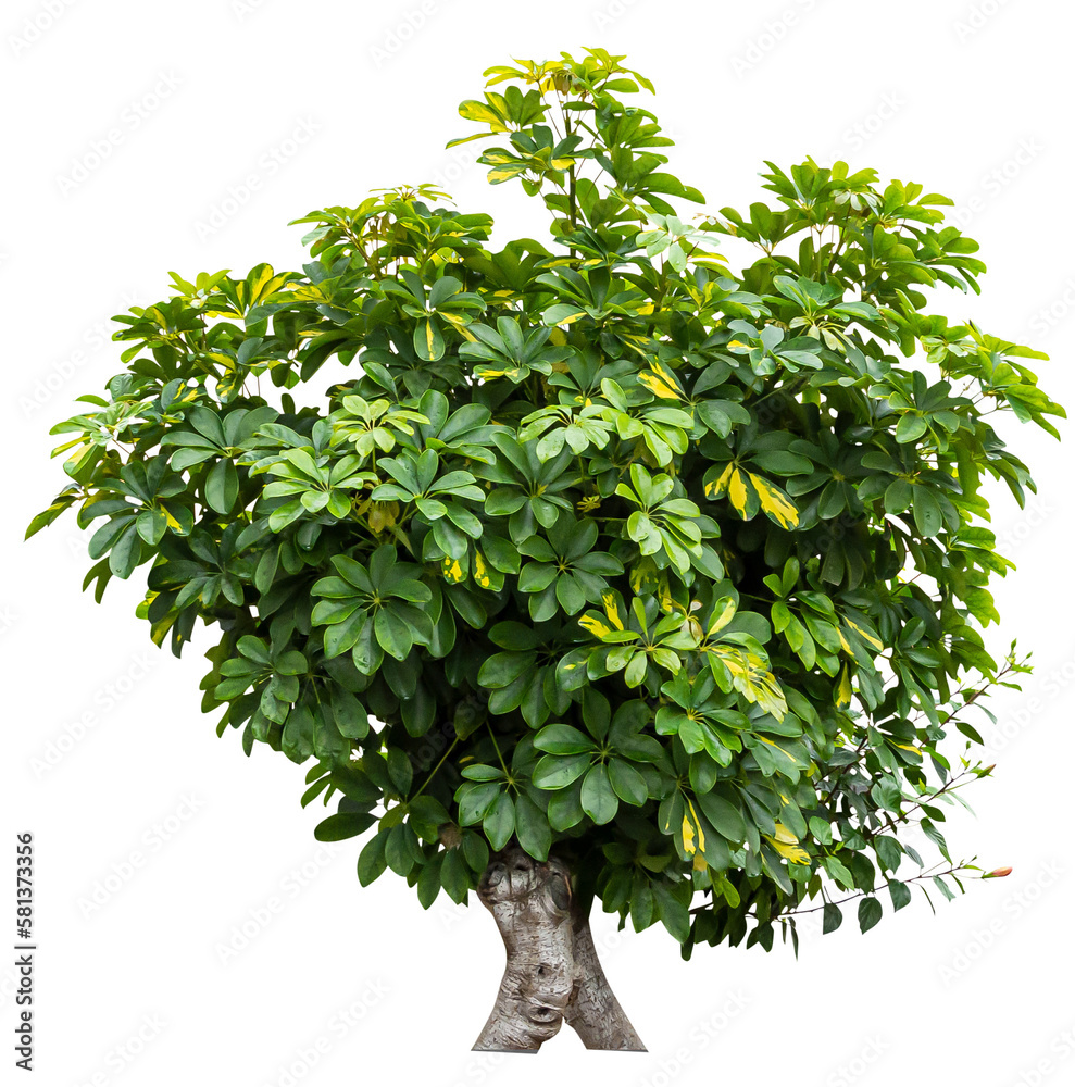 Isolated PNG cutout of a Schefflera tree on a transparent background ...