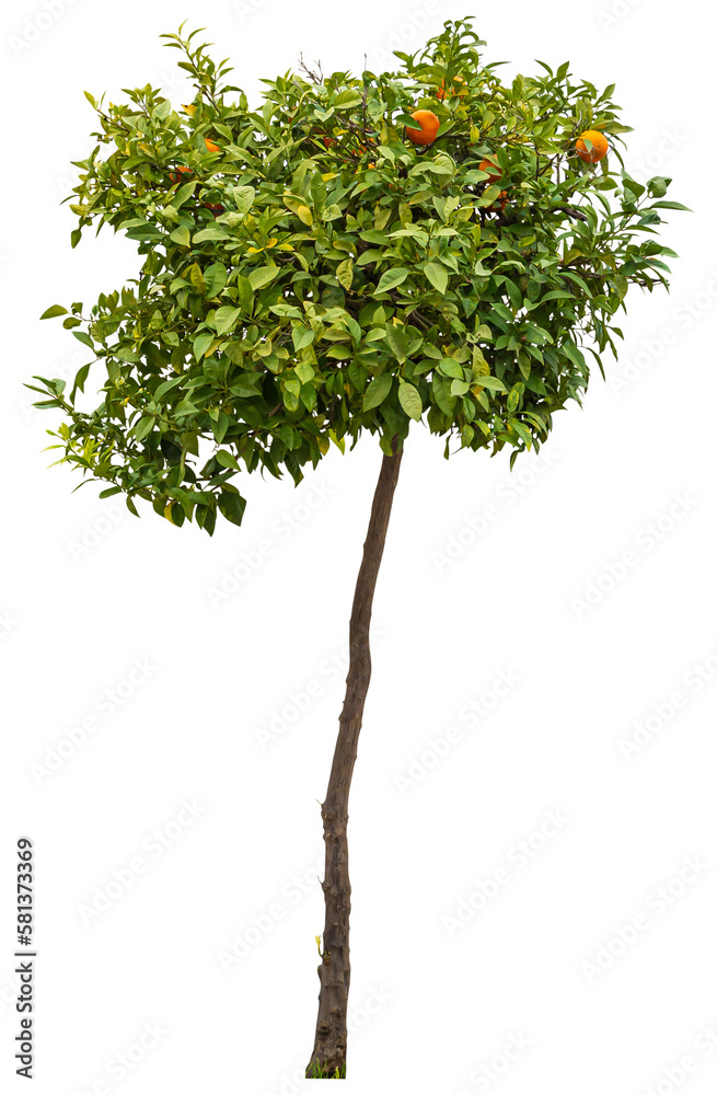Isolated PNG cutout of a small orange tree on a transparent background ...