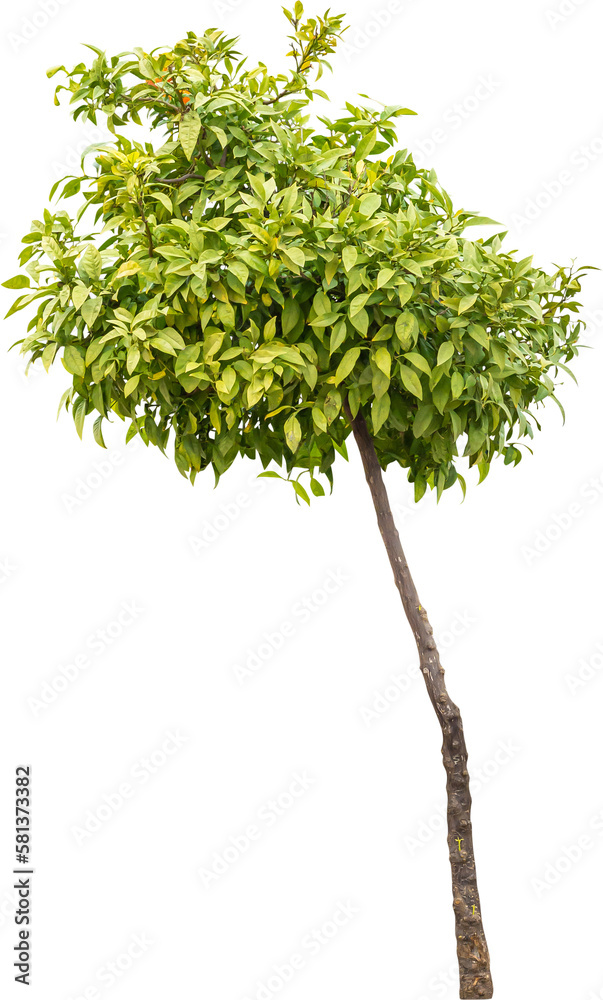 Isolated PNG cutout of a small orange tree on a transparent background ...