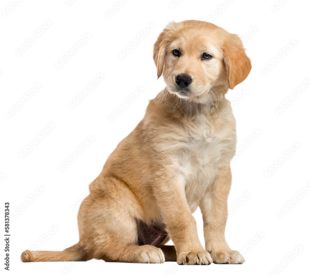 Dog PNG, Dog Transparent Background Stock Photo | Adobe Stock