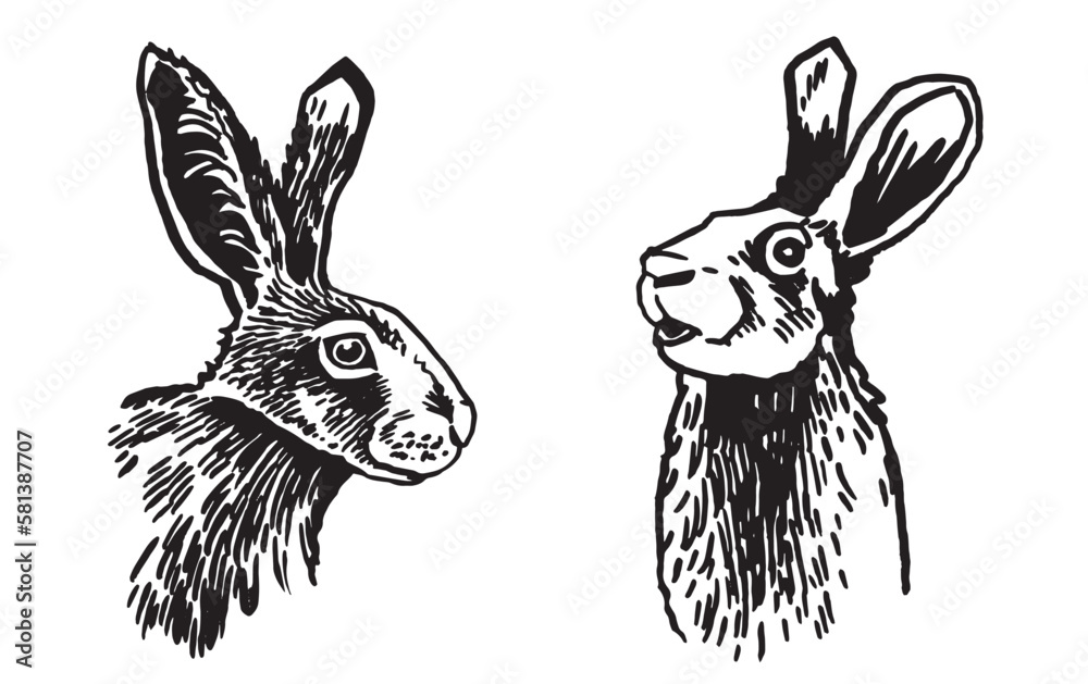 Graphical set of portraits of bunnies isolated on white,vector elements ...