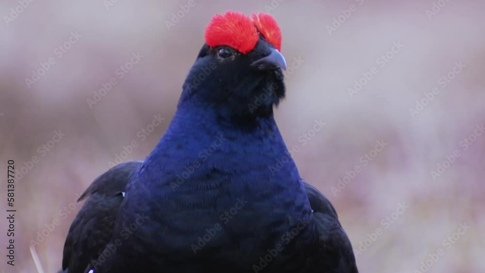 Vídeo do Stock: Close up of Lekking Black grouse Tetrao tetrix early in ...